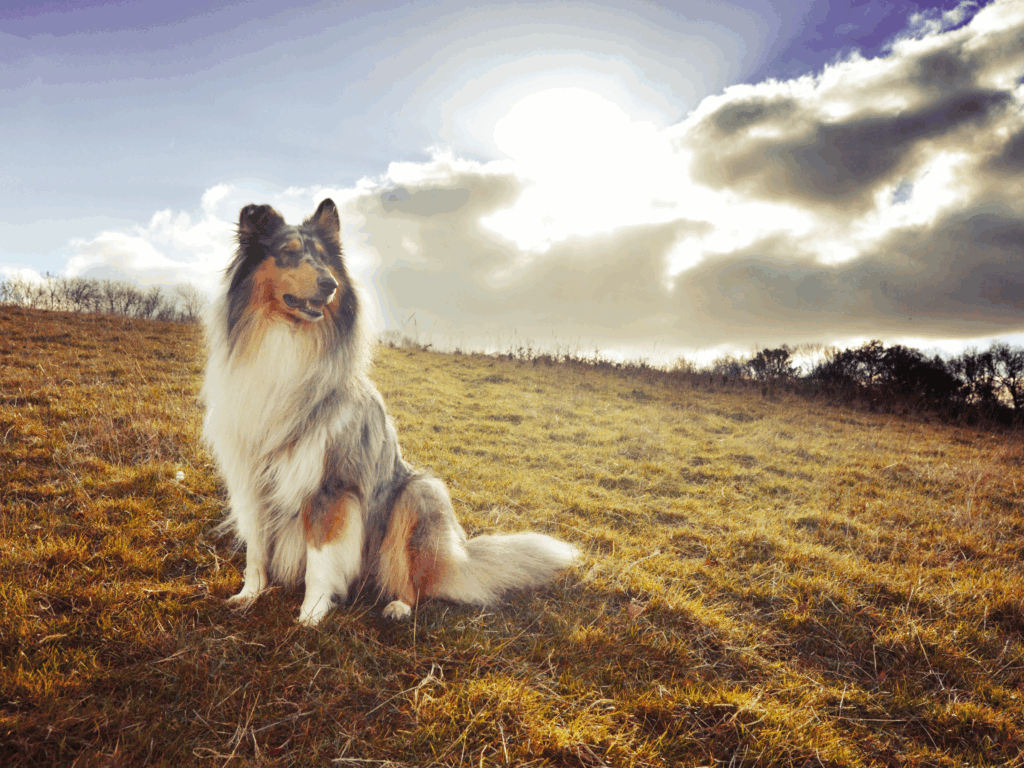 Welcome To Remuda Ranch - remudaranchtx.com